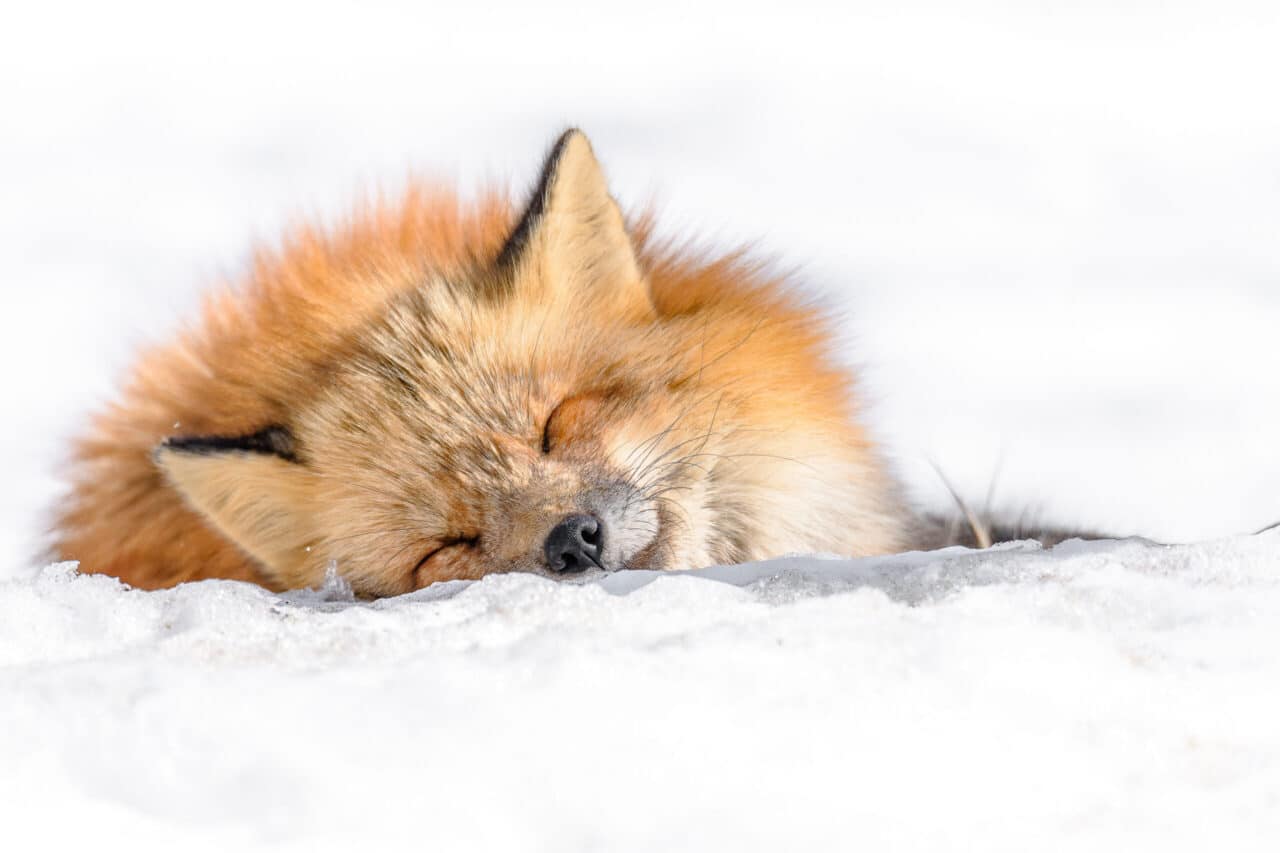 Was passt zu mir? Winterschlaf, Winterruhe, Winterstarre? - Gebärdenwelt.TV